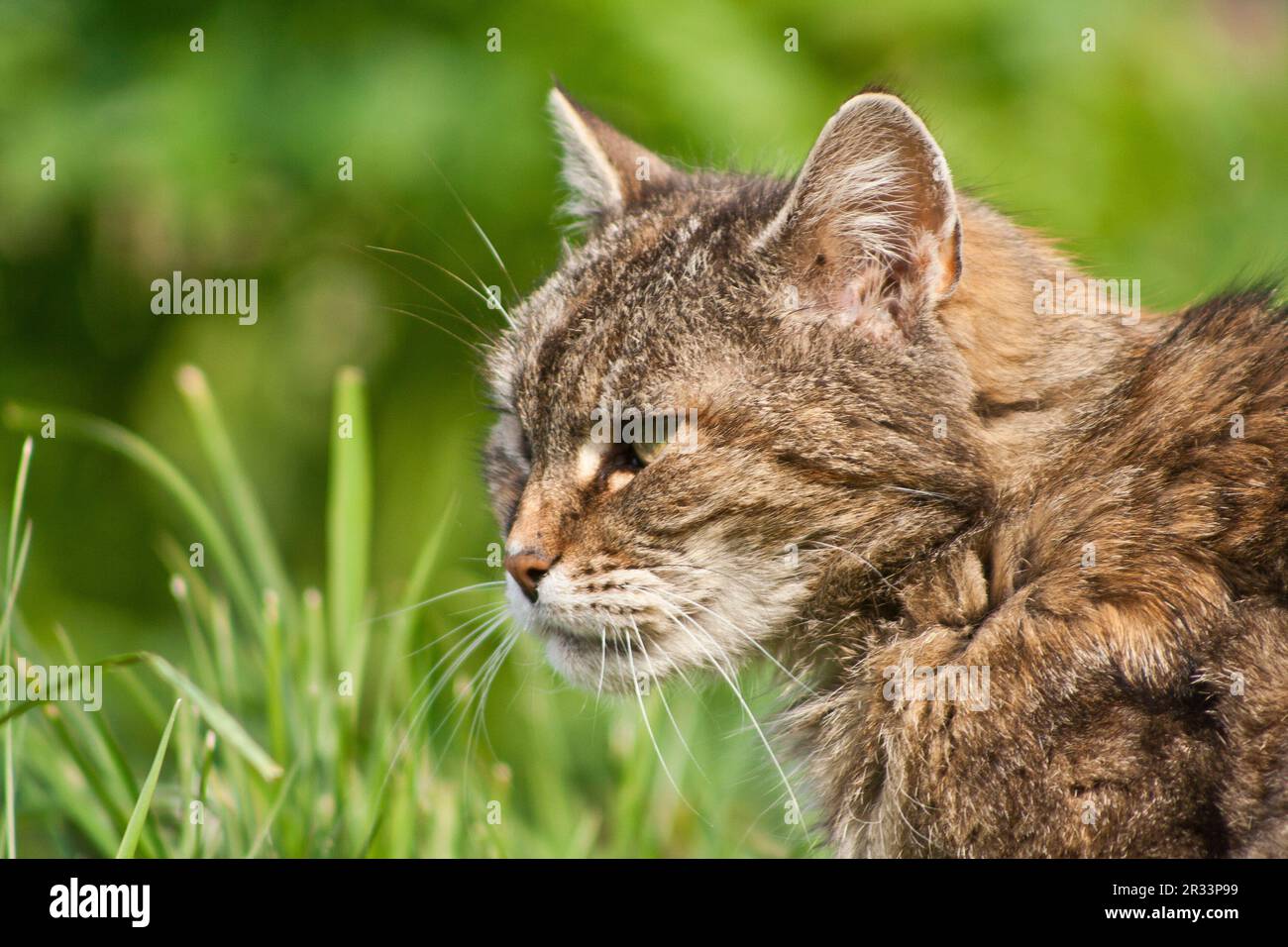 Look catcher hi-res stock photography and images - Alamy