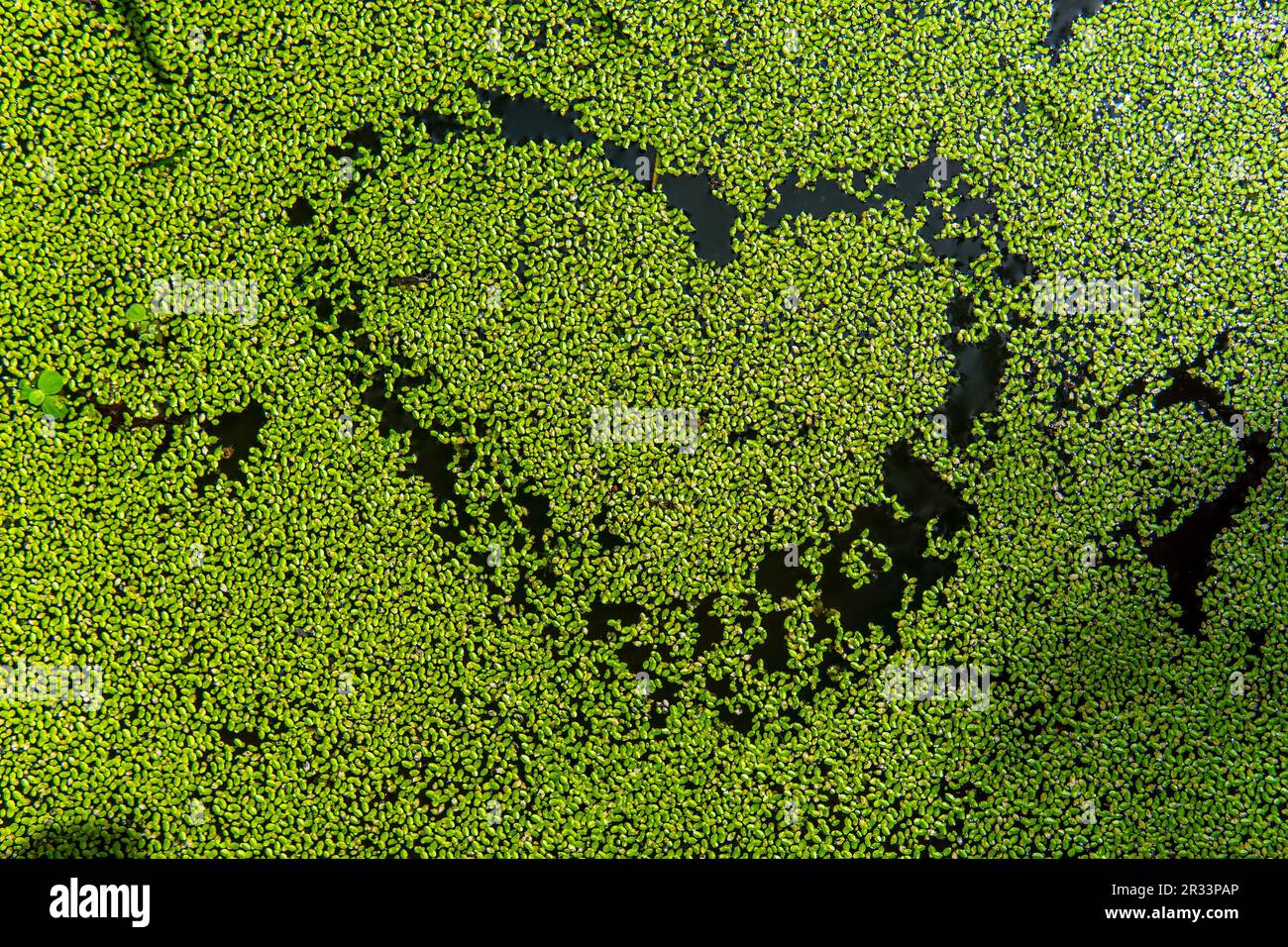 The golden-brown hue of the potato fried in a sizzling pan is a ...