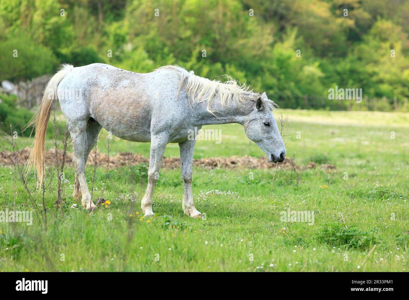 Fly mold in a pasture Stock Photo - Alamy