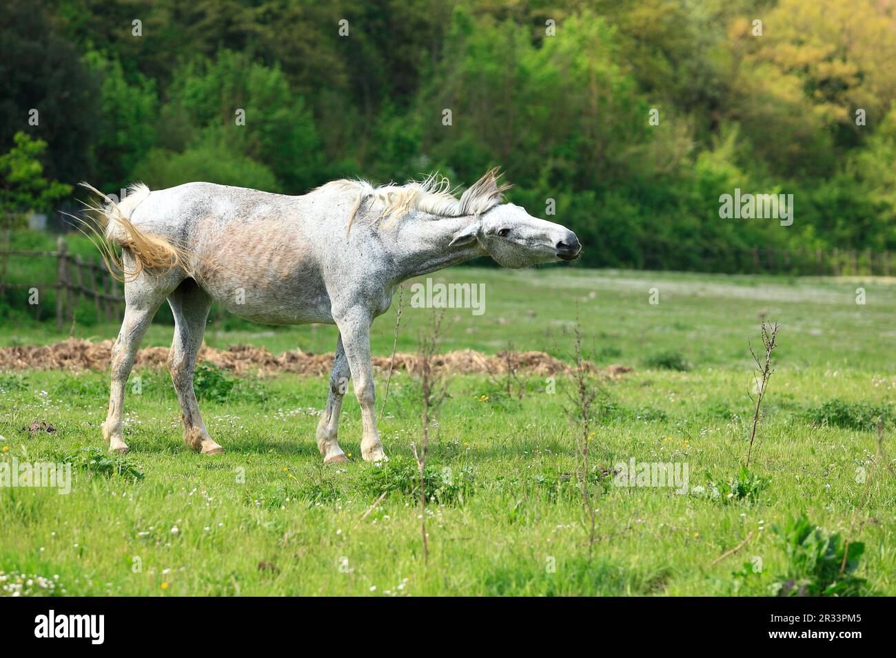 Fly mold in a pasture Stock Photo - Alamy