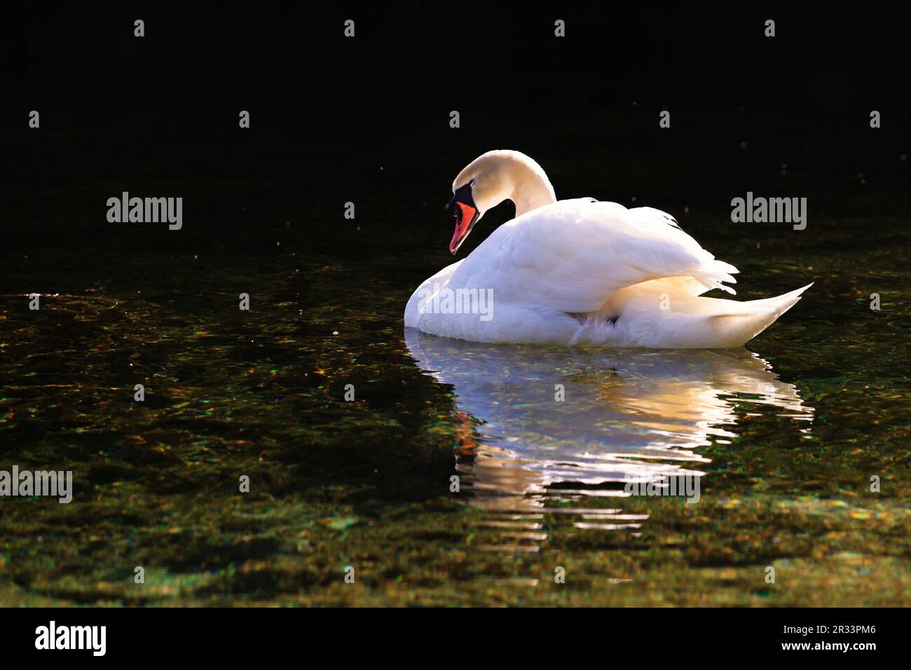 Junges weibliches tier hi-res stock photography and images - Alamy