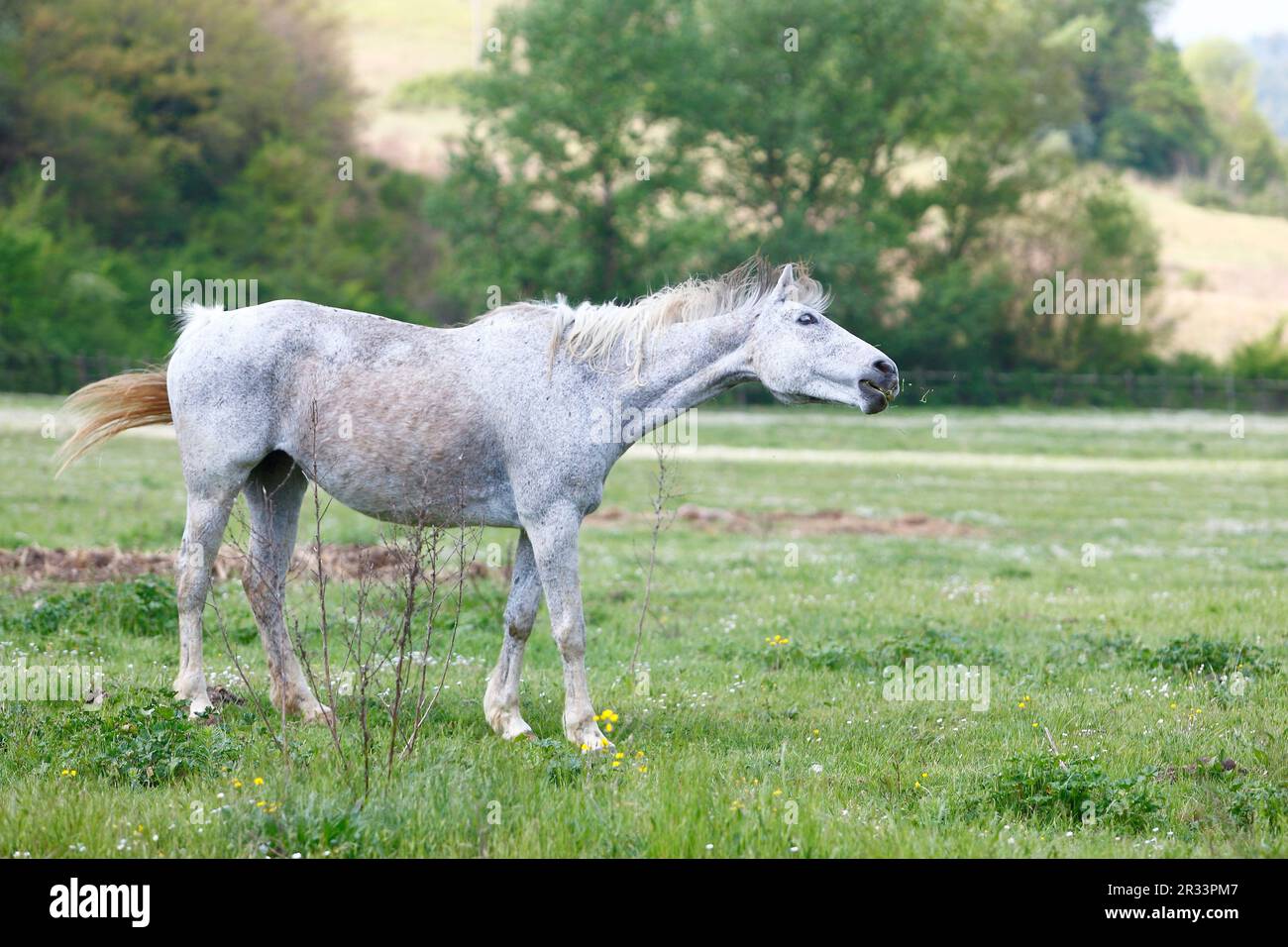 Fly mold in a pasture Stock Photo - Alamy