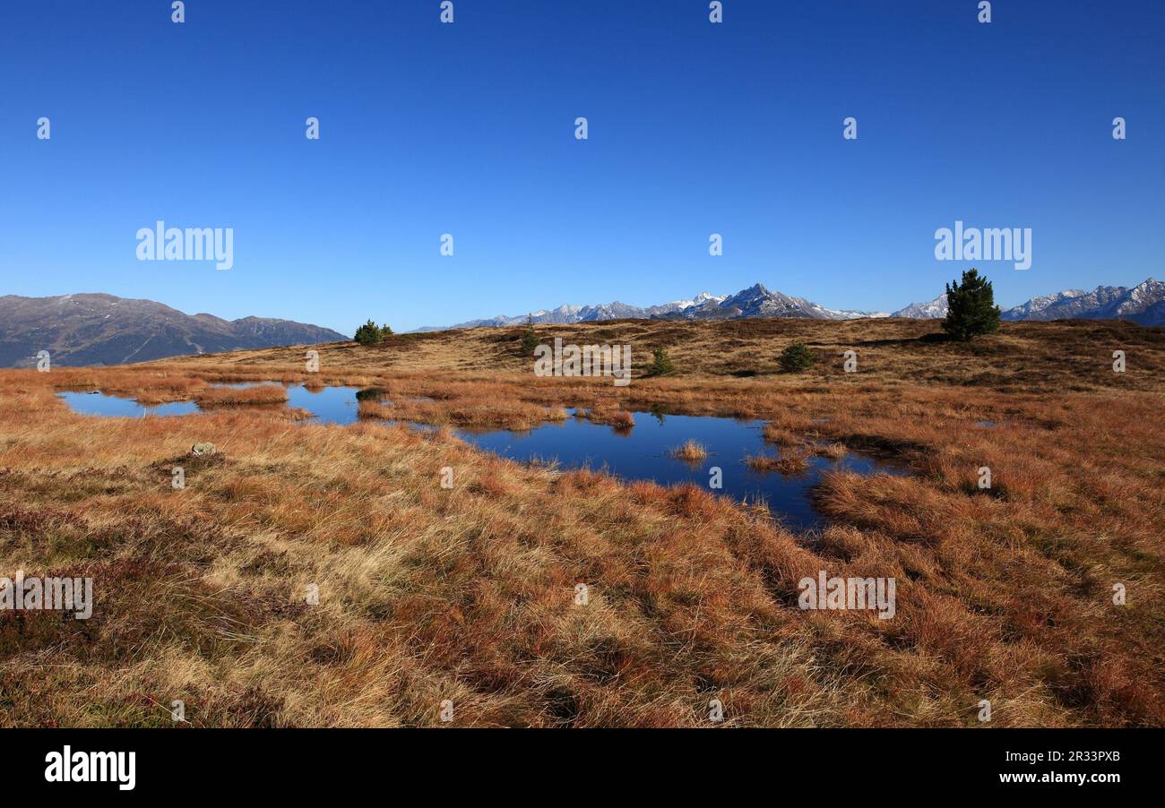 High moor in Zillertal, Filzenlacke, Tyrol Stock Photo - Alamy