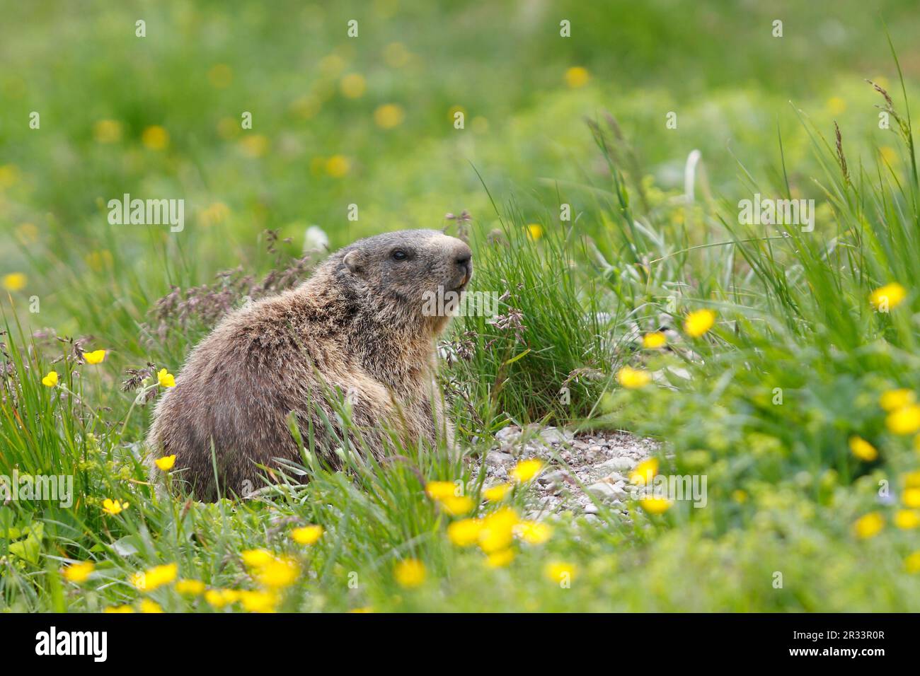 Marmot sitting in front of his burrow in the meadow Tirol Stock Photo ...