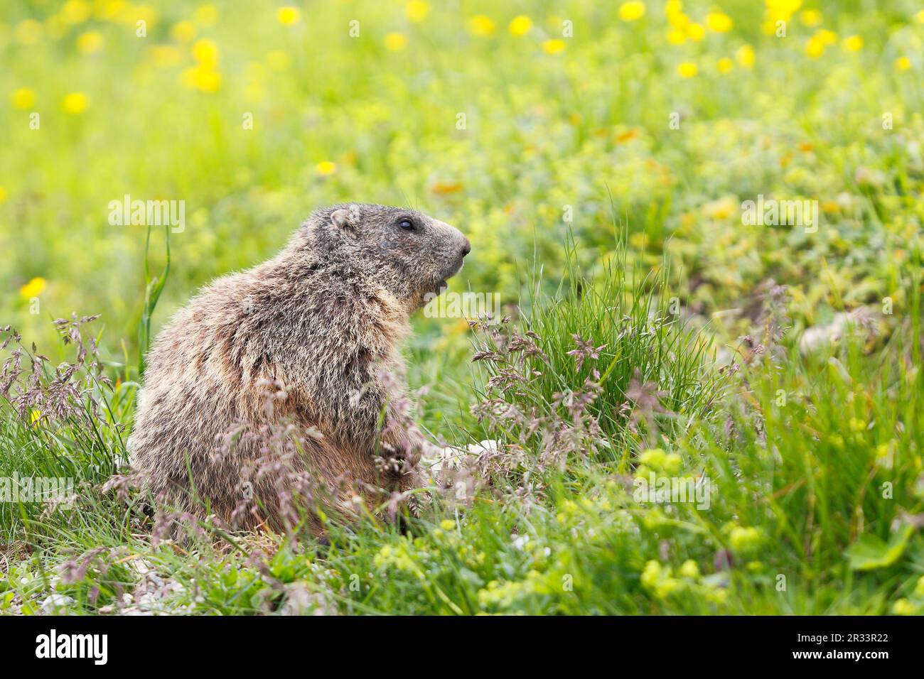 Marmot sitting in front of his burrow in the meadow Tirol Stock Photo ...