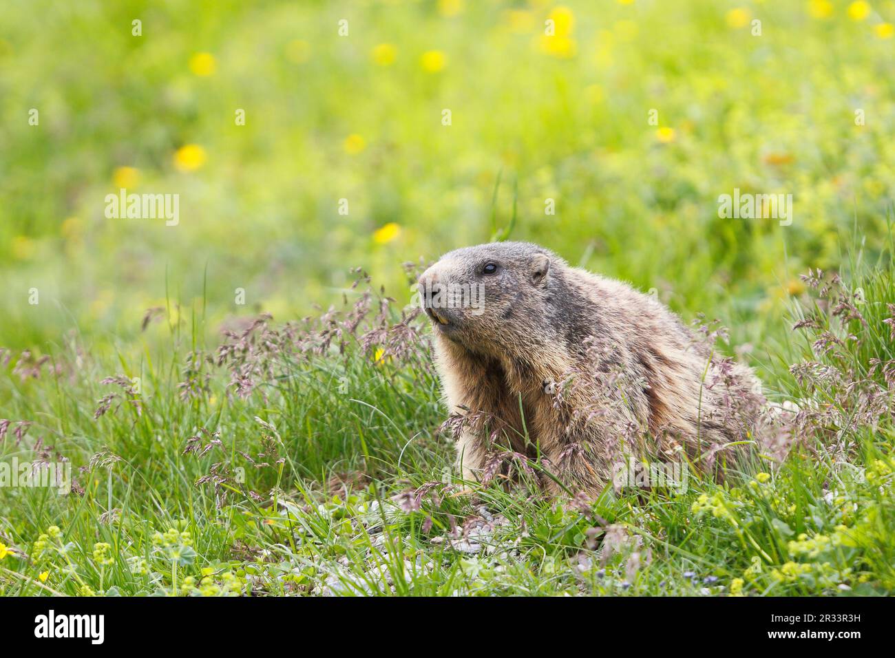 Marmot sitting in front of his burrow in the meadow Tirol Stock Photo ...