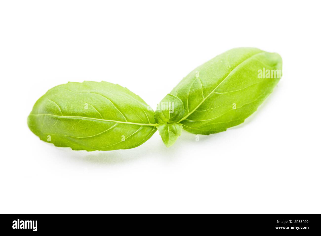 Sprig green basil leaves Cut Out Stock Images & Pictures - Alamy