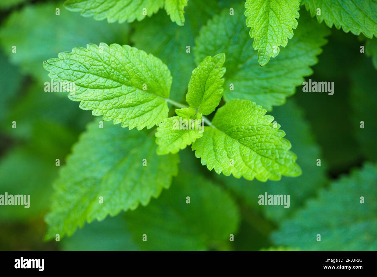 Fresh melissa officinalis leaves hi-res stock photography and images ...