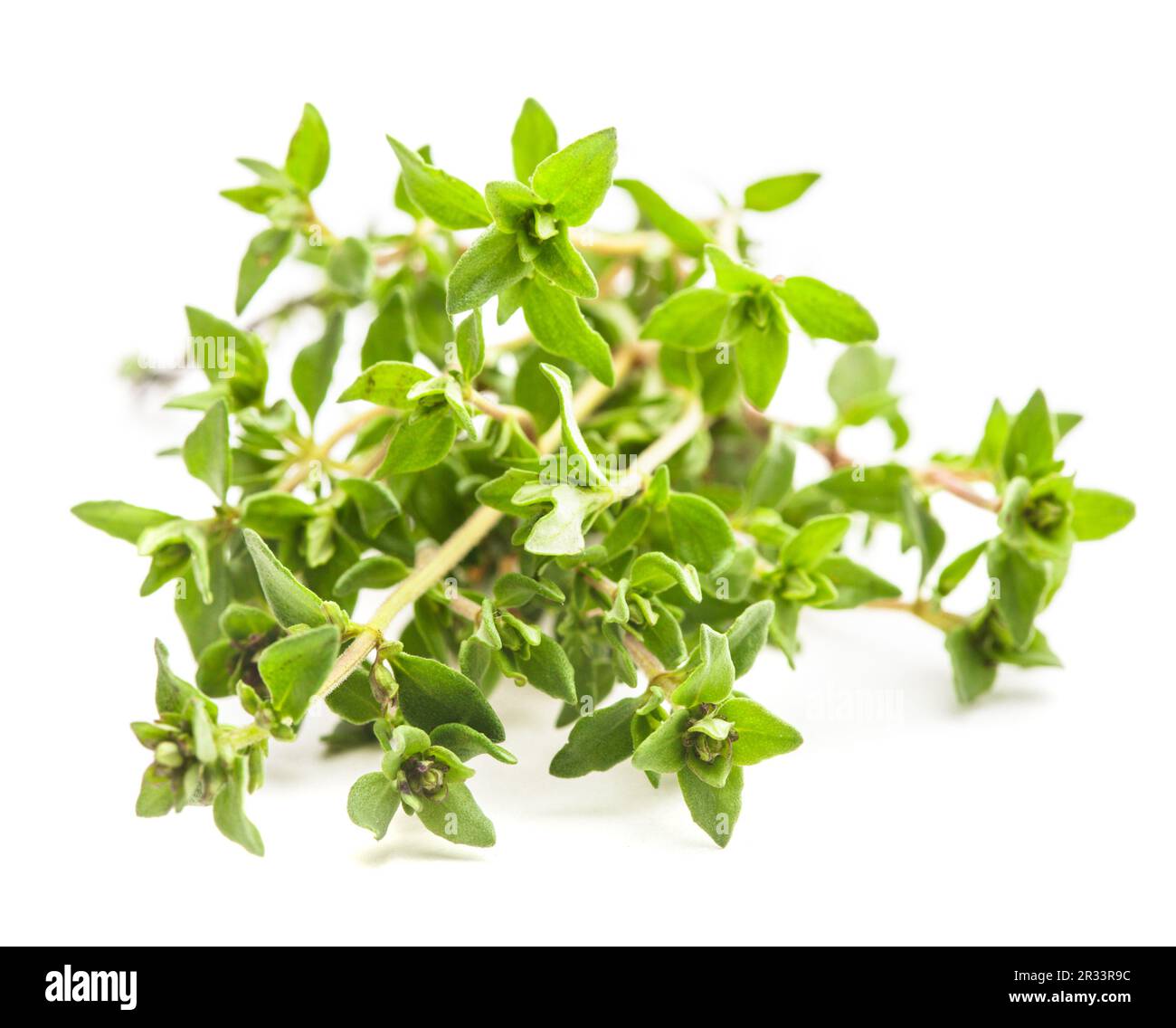 Thyme condiment hi-res stock photography and images - Alamy