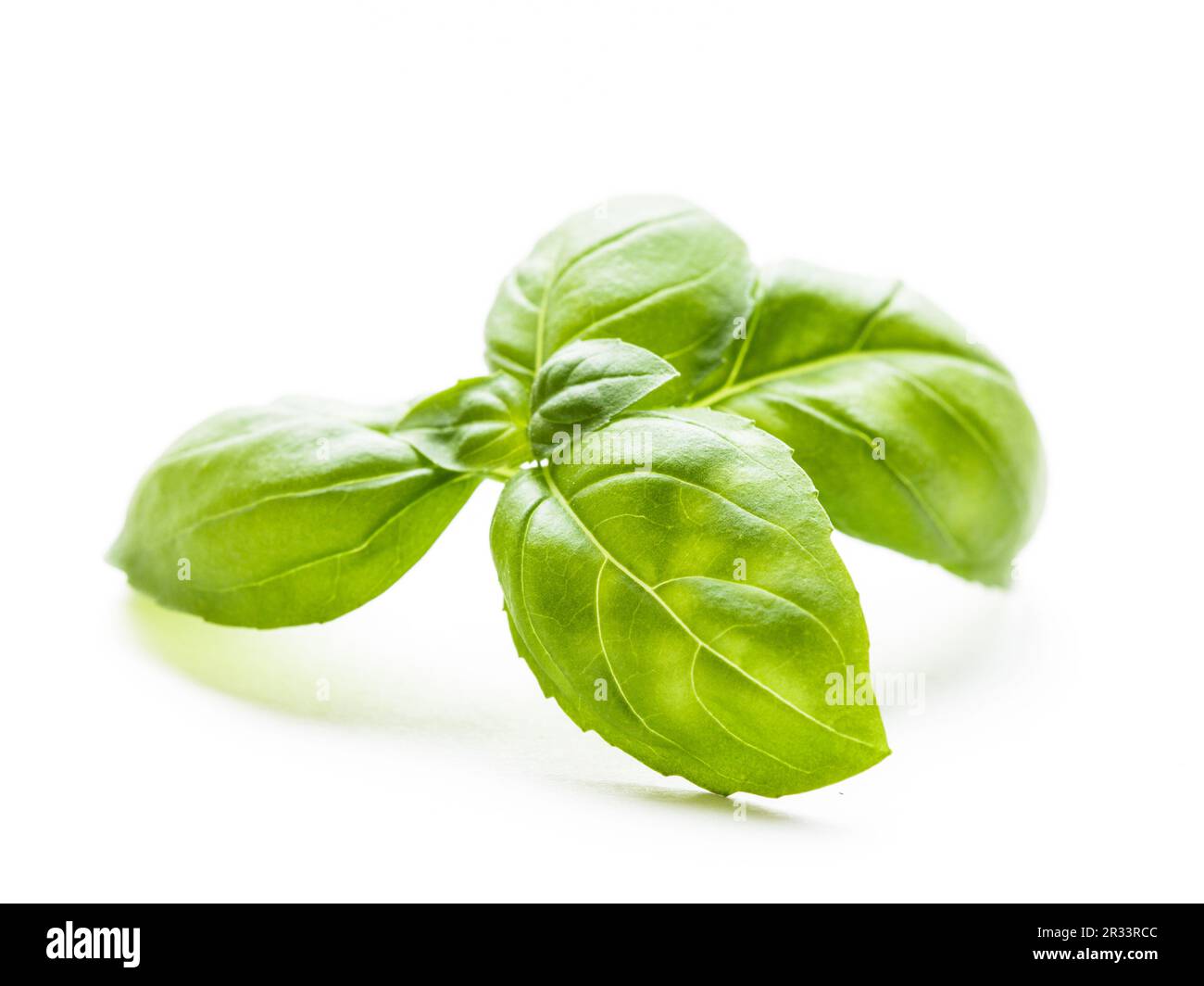 Young green fresh basil hi-res stock photography and images - Alamy