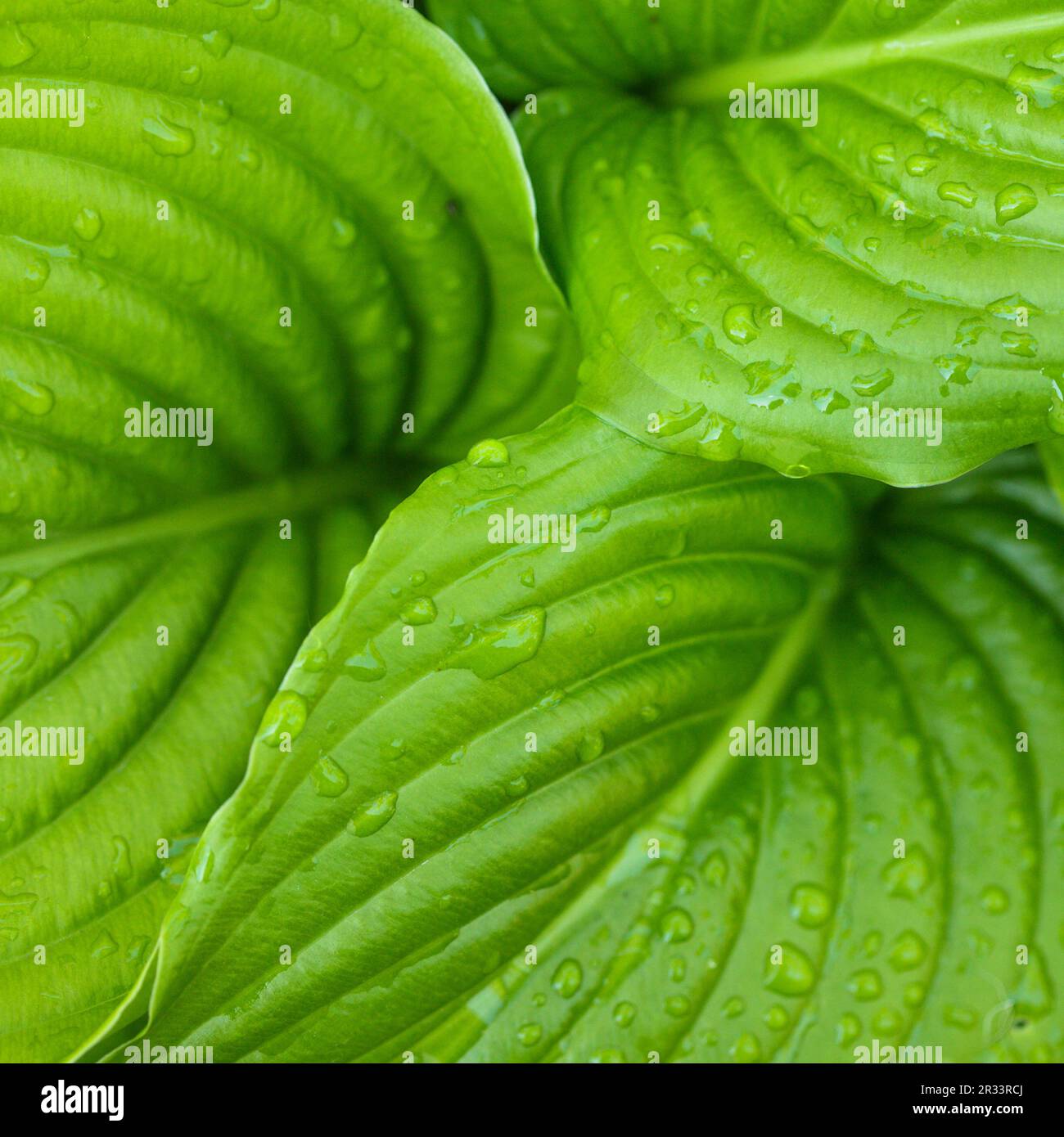 Vibrant foliage hosta hi-res stock photography and images - Alamy