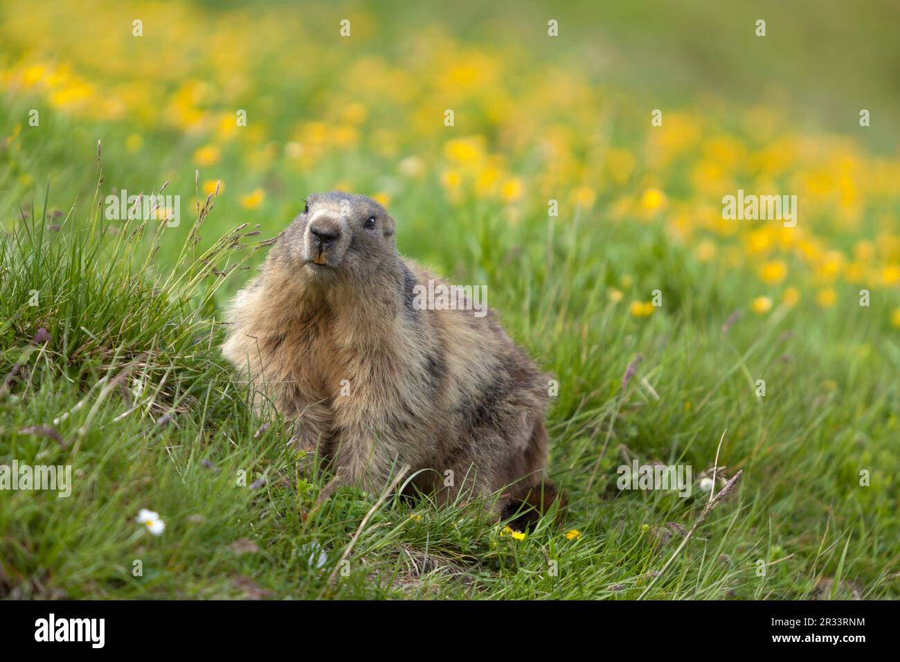 Marmot in meadow hi-res stock photography and images - Alamy