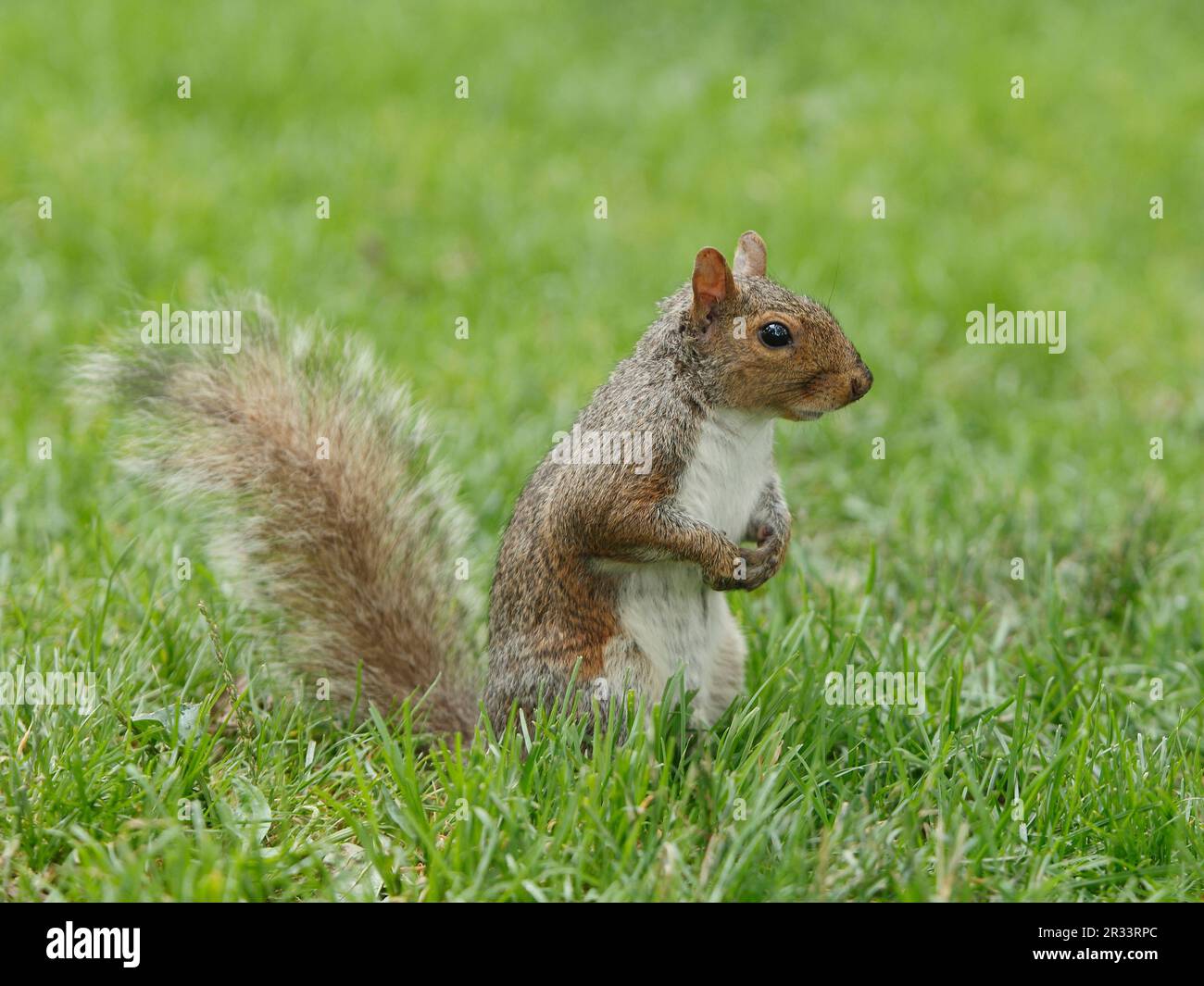 New york and eastern usa hi-res stock photography and images - Alamy