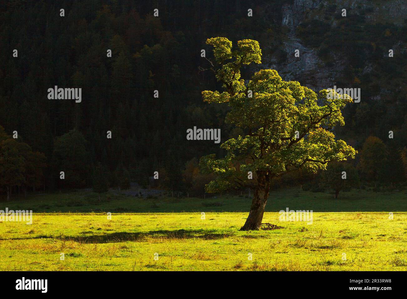 Big maple tree hi-res stock photography and images - Alamy