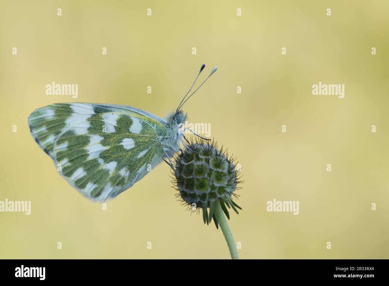 Reseda weiayling hi-res stock photography and images - Alamy