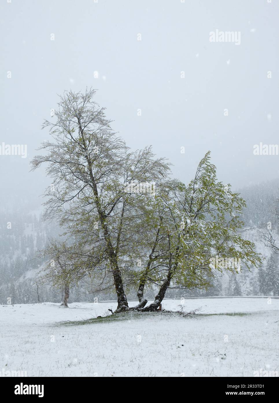 Onset of winter in spring hi-res stock photography and images - Alamy