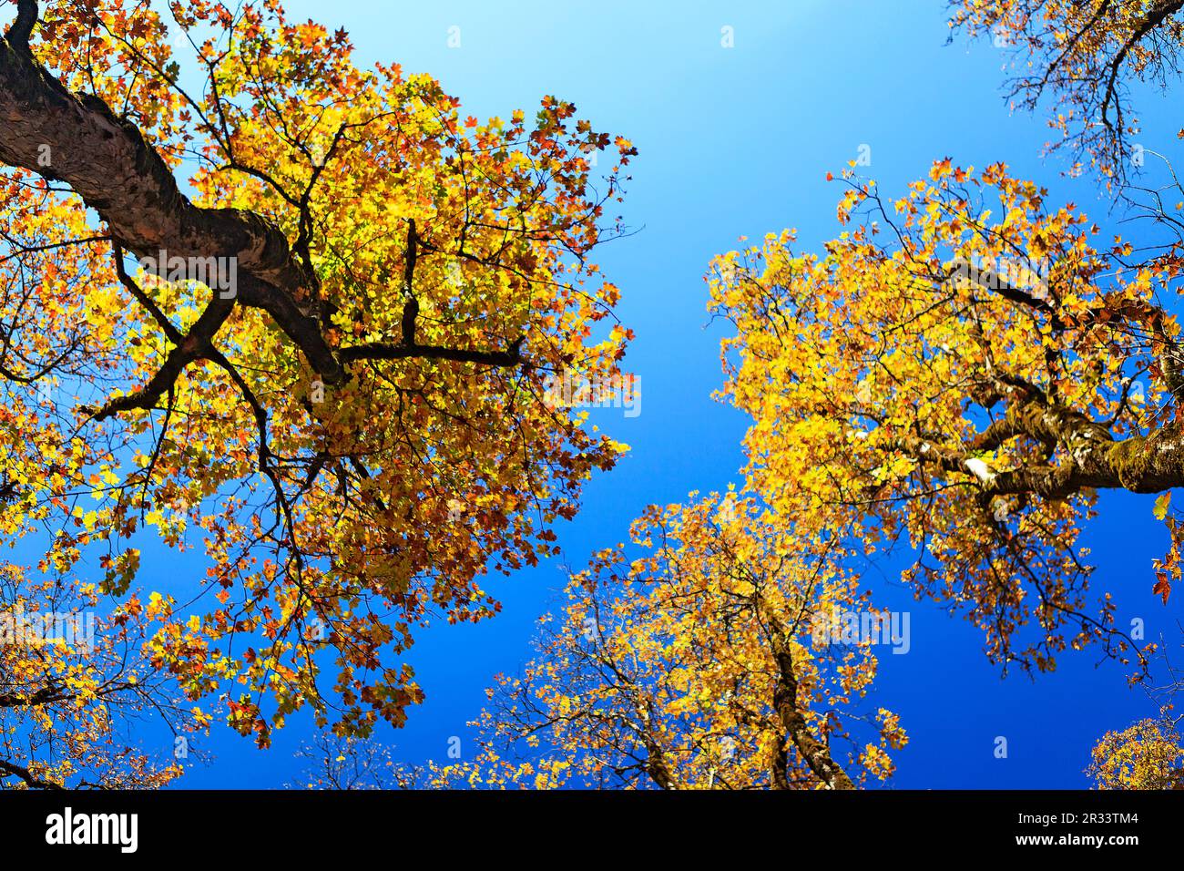 Canopy of maple trees hi-res stock photography and images - Alamy