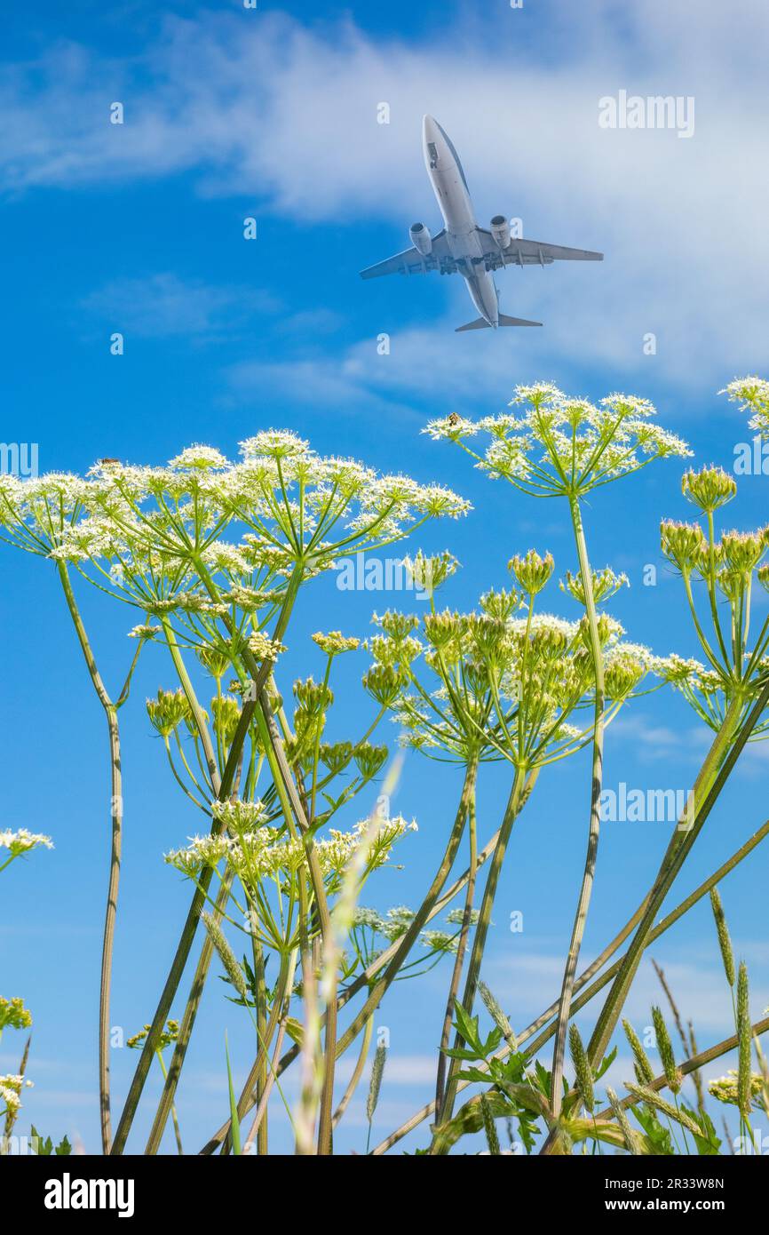 Low angle view of airplane, aircraft flying over Cow parsley in ...