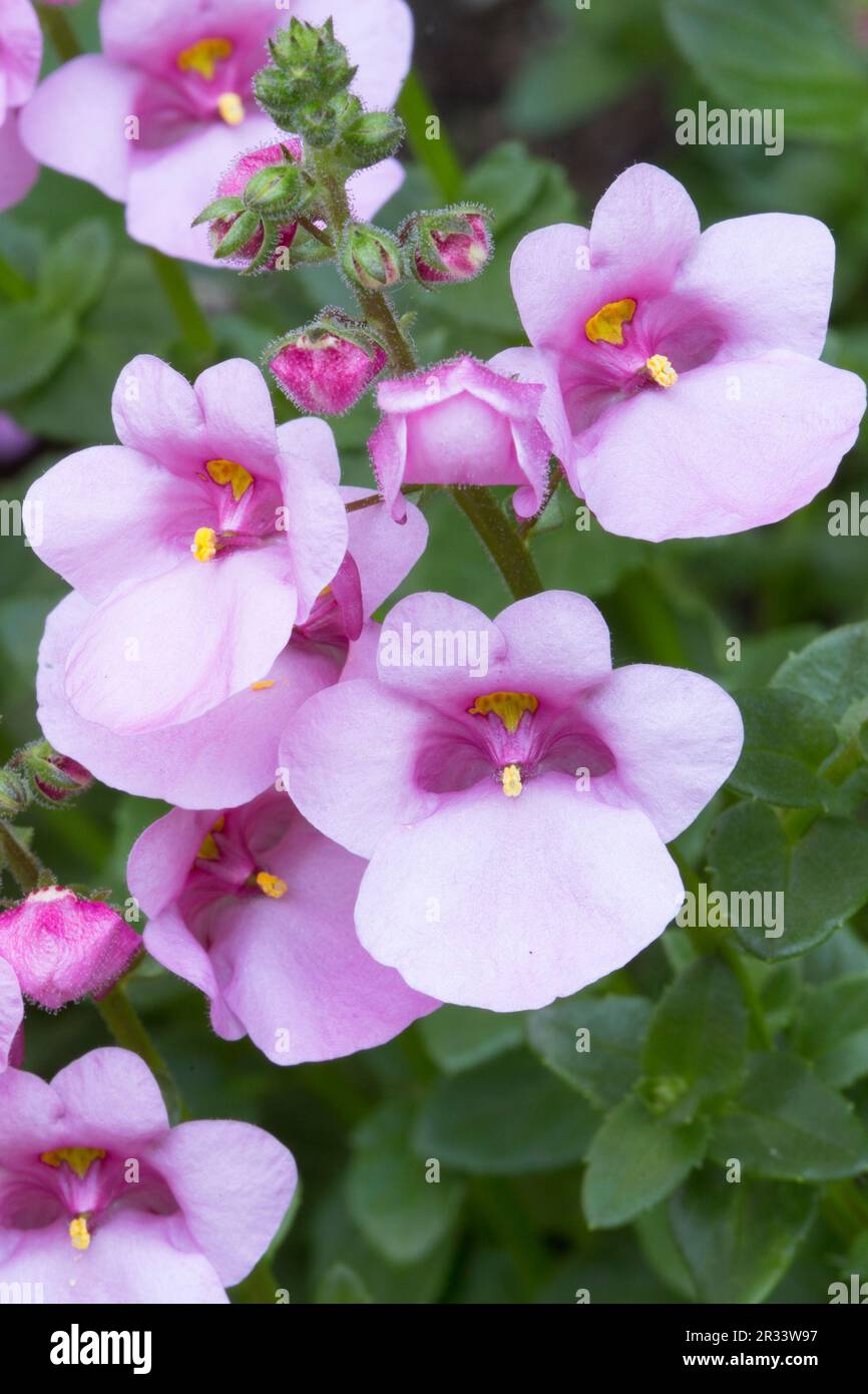 Summer plant diascia hi-res stock photography and images - Alamy