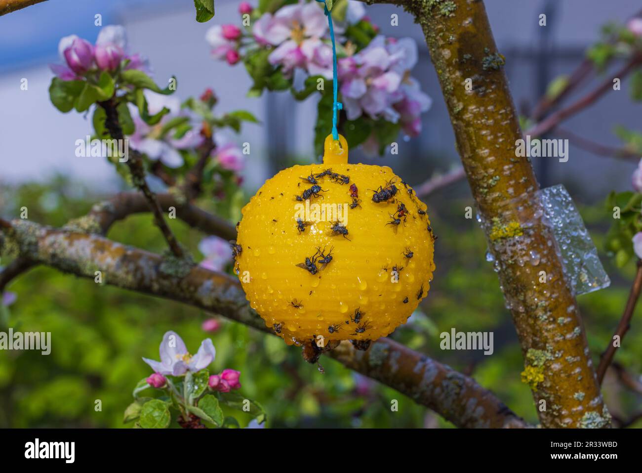 Close-up view of insects on sticky insects trap on blooming apple tree ...