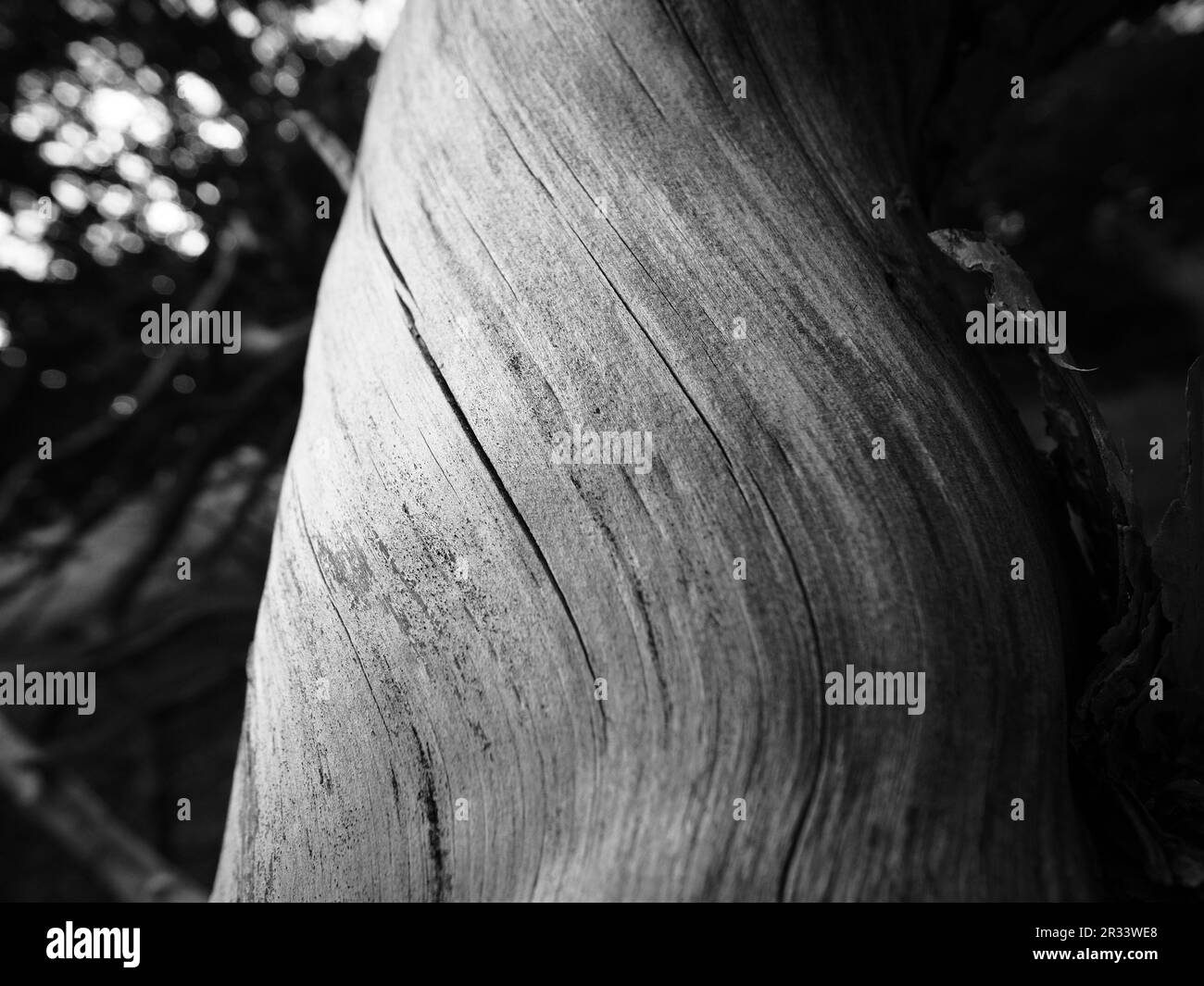 black and white picture of wood grain on a dead tree, eroded by the ...