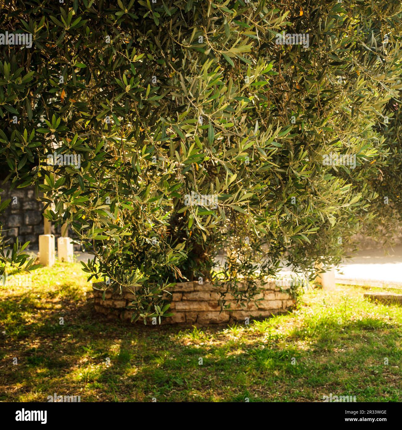 Vegetable trees hi-res stock photography and images - Alamy