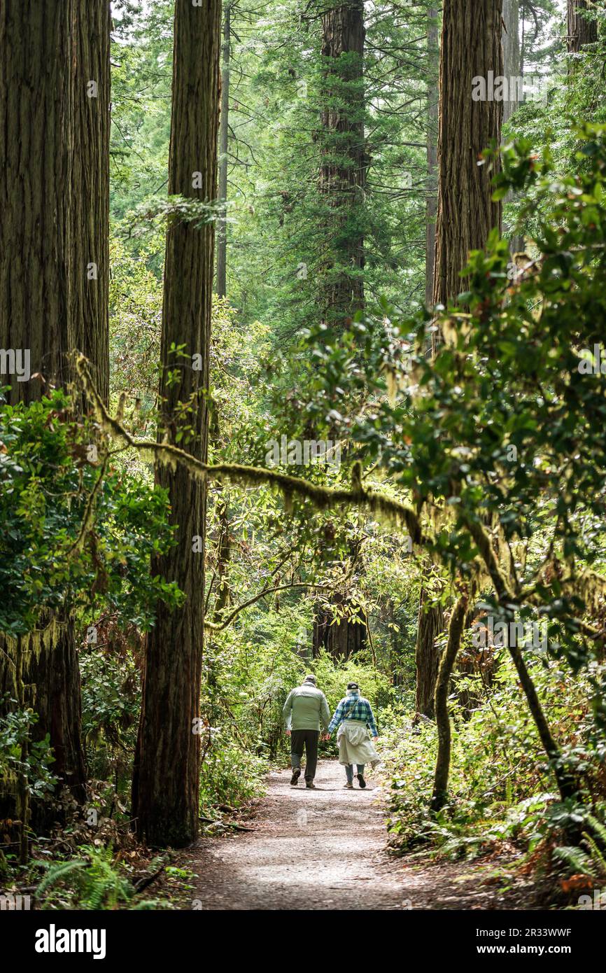 Redwoods forrest hi-res stock photography and images - Alamy