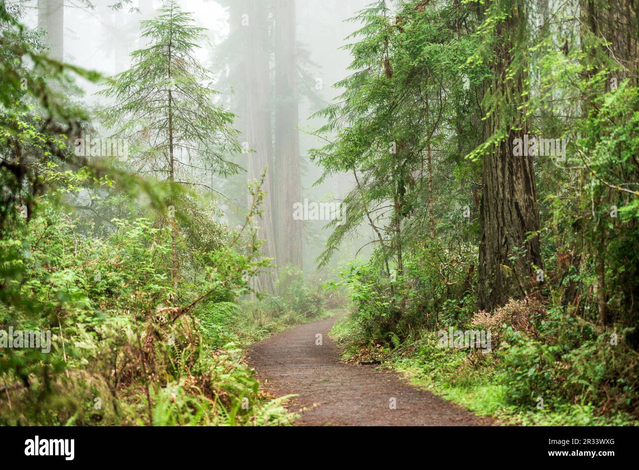 red wood forest hike in Northern California Stock Photo - Alamy