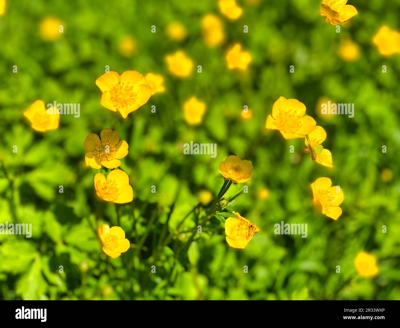 Field of yellow buttercup flowers Stock Photo - Alamy