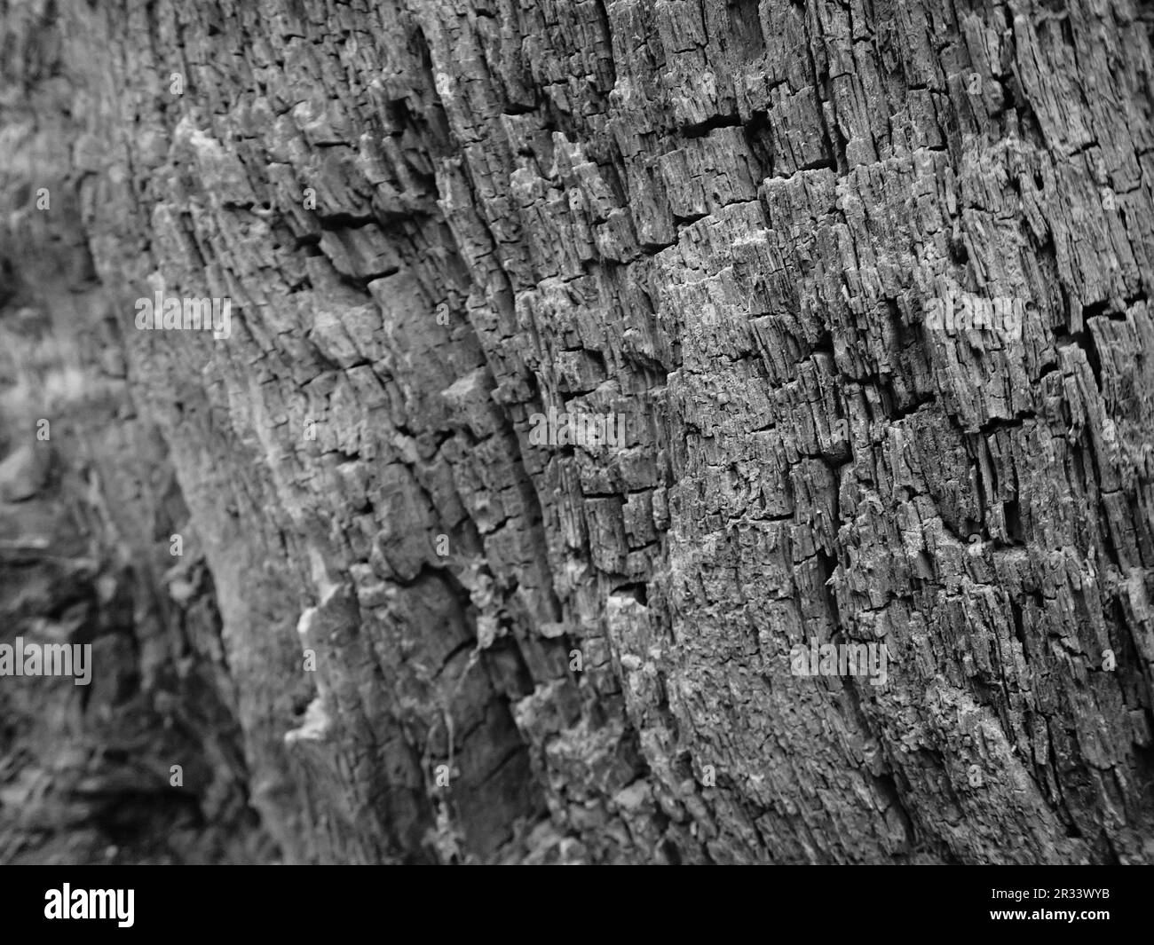 black and white photo of worn tree bark Stock Photo - Alamy