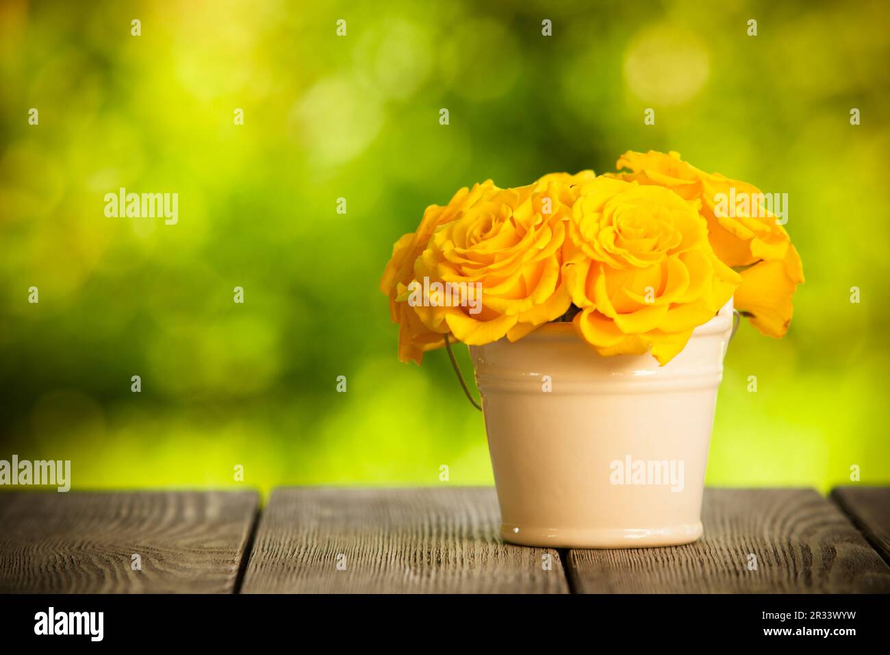 Roses in the bucket Stock Photo - Alamy