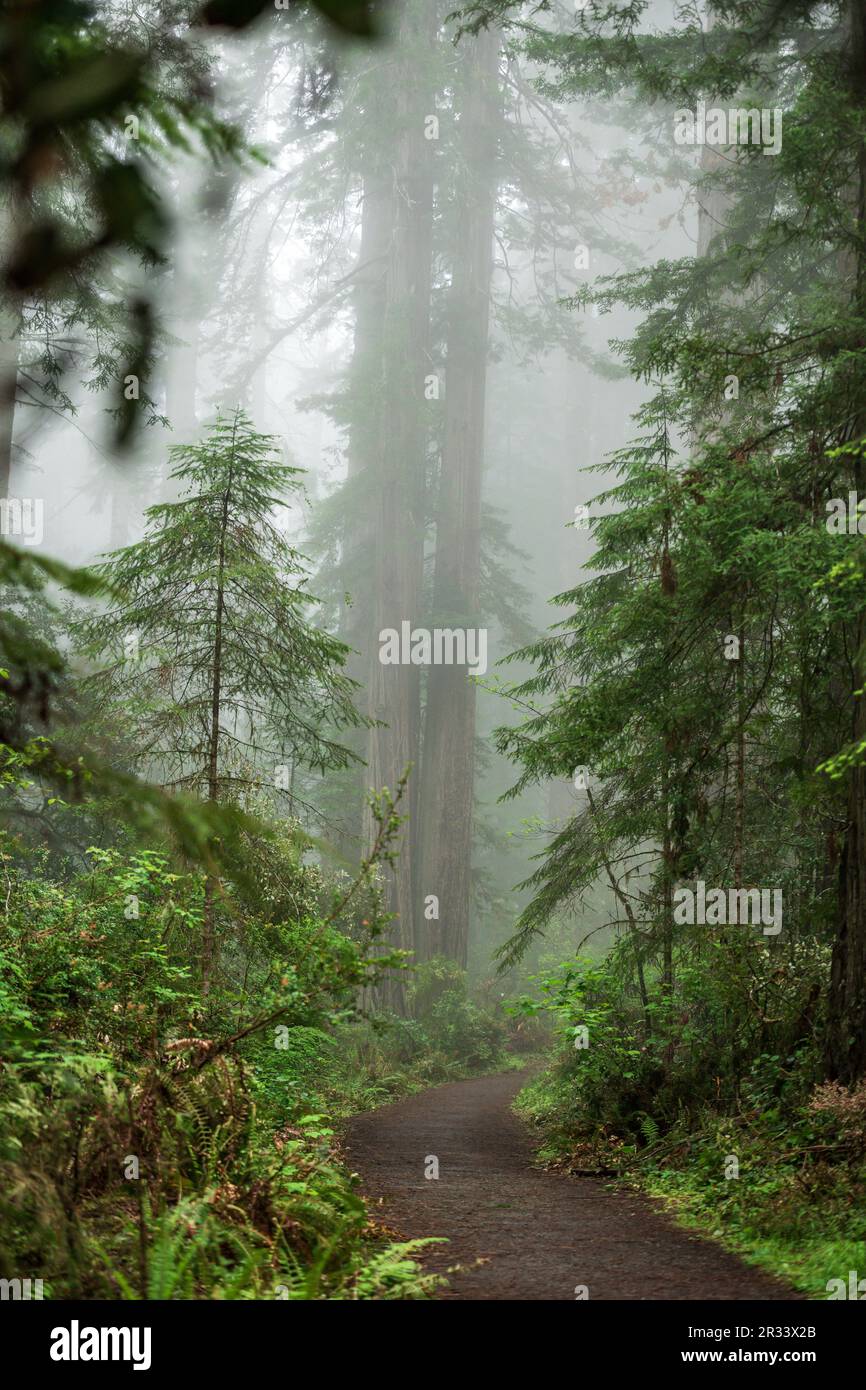 Redwoods forrest hi-res stock photography and images - Alamy