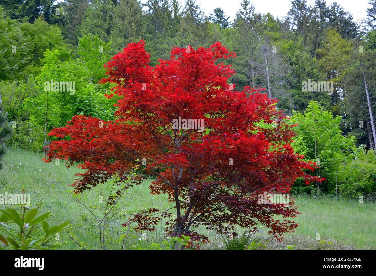 Japanese maple (Acer japonicum Stock Photo - Alamy