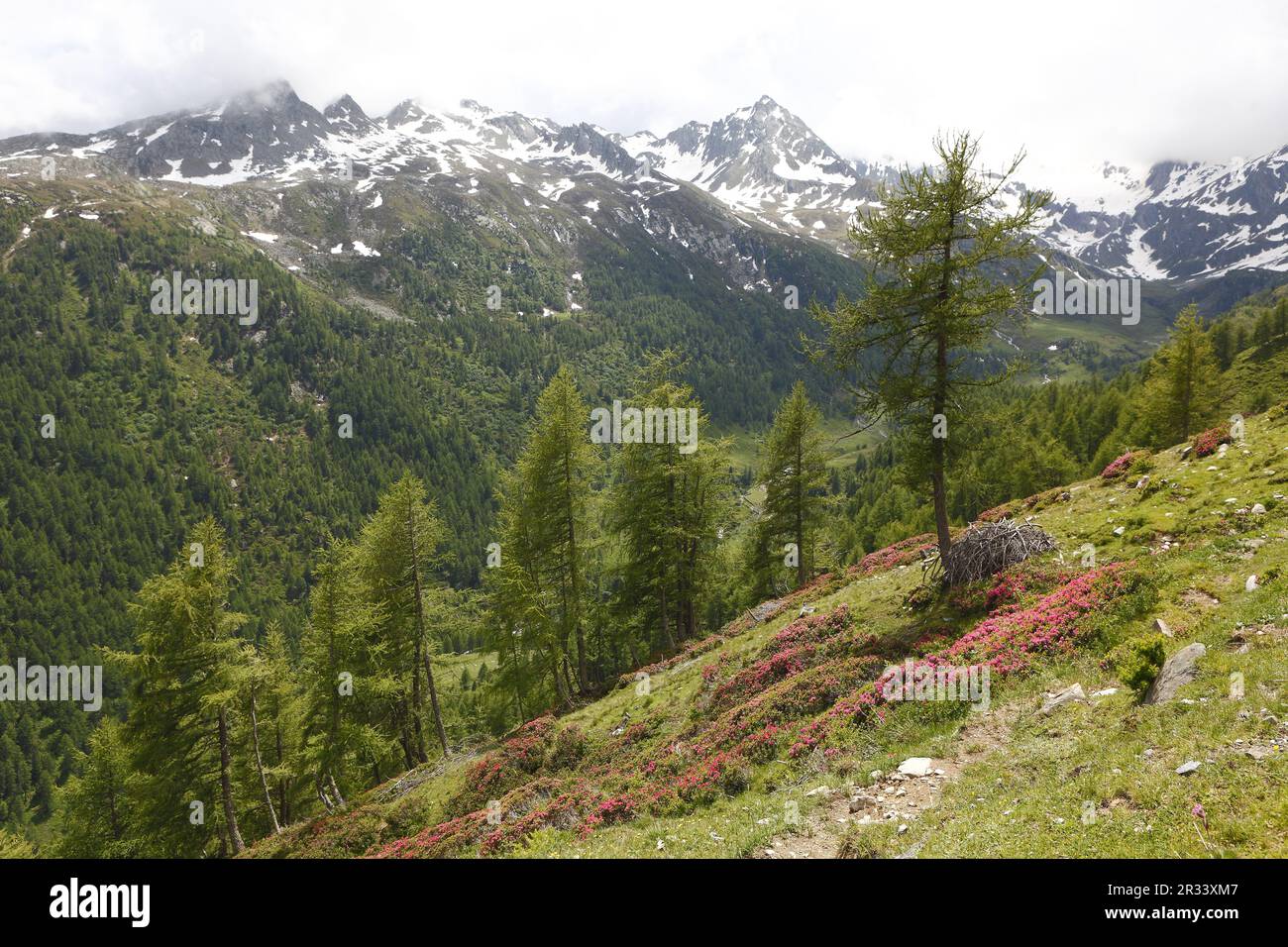 Alps rose hi-res stock photography and images - Alamy