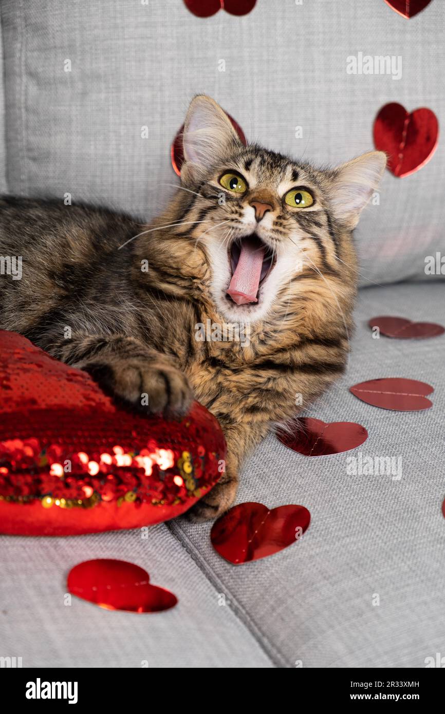 Funny cat yawning while lying on a heart pillow on Valentine's Day ...