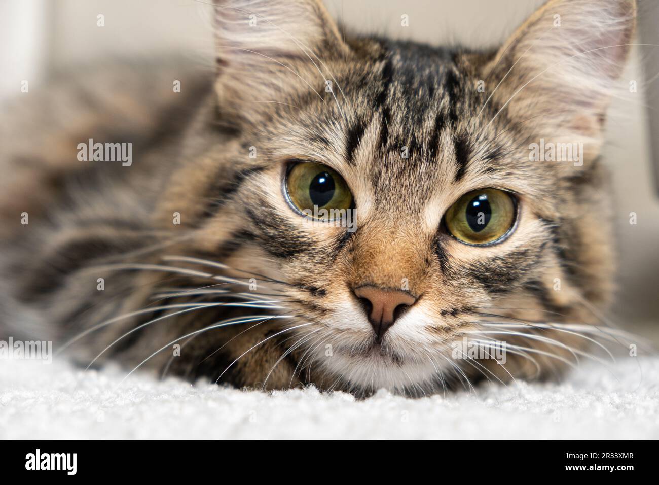 Portrait of a cute tabby cat lying on a carpet. Cat's face, mustache ...