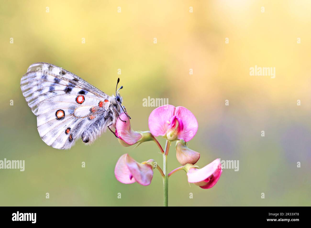 Red apollo hi-res stock photography and images - Alamy