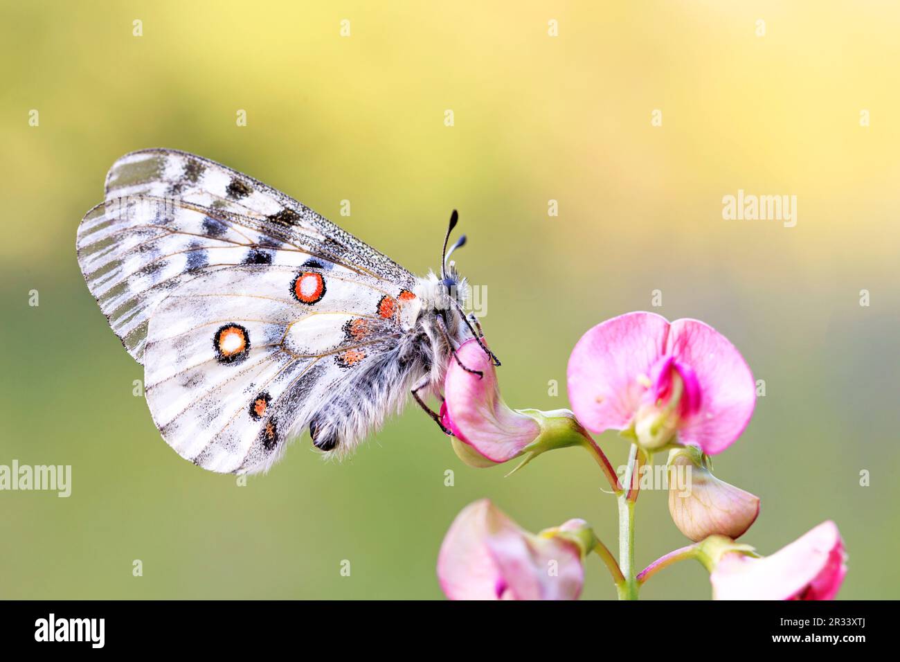 Red apollo hi-res stock photography and images - Alamy