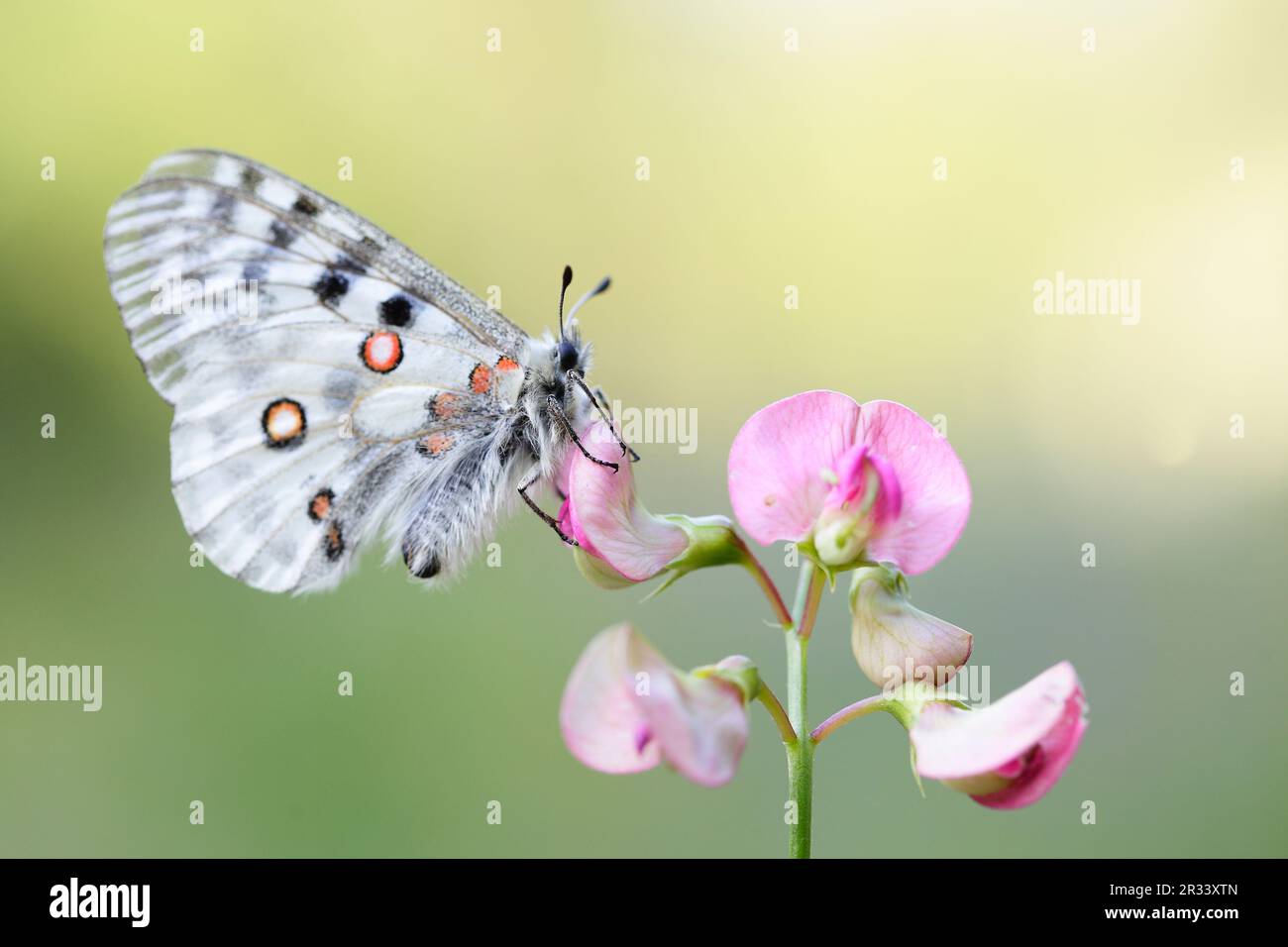 Apollos parnassius apollo hi-res stock photography and images - Alamy