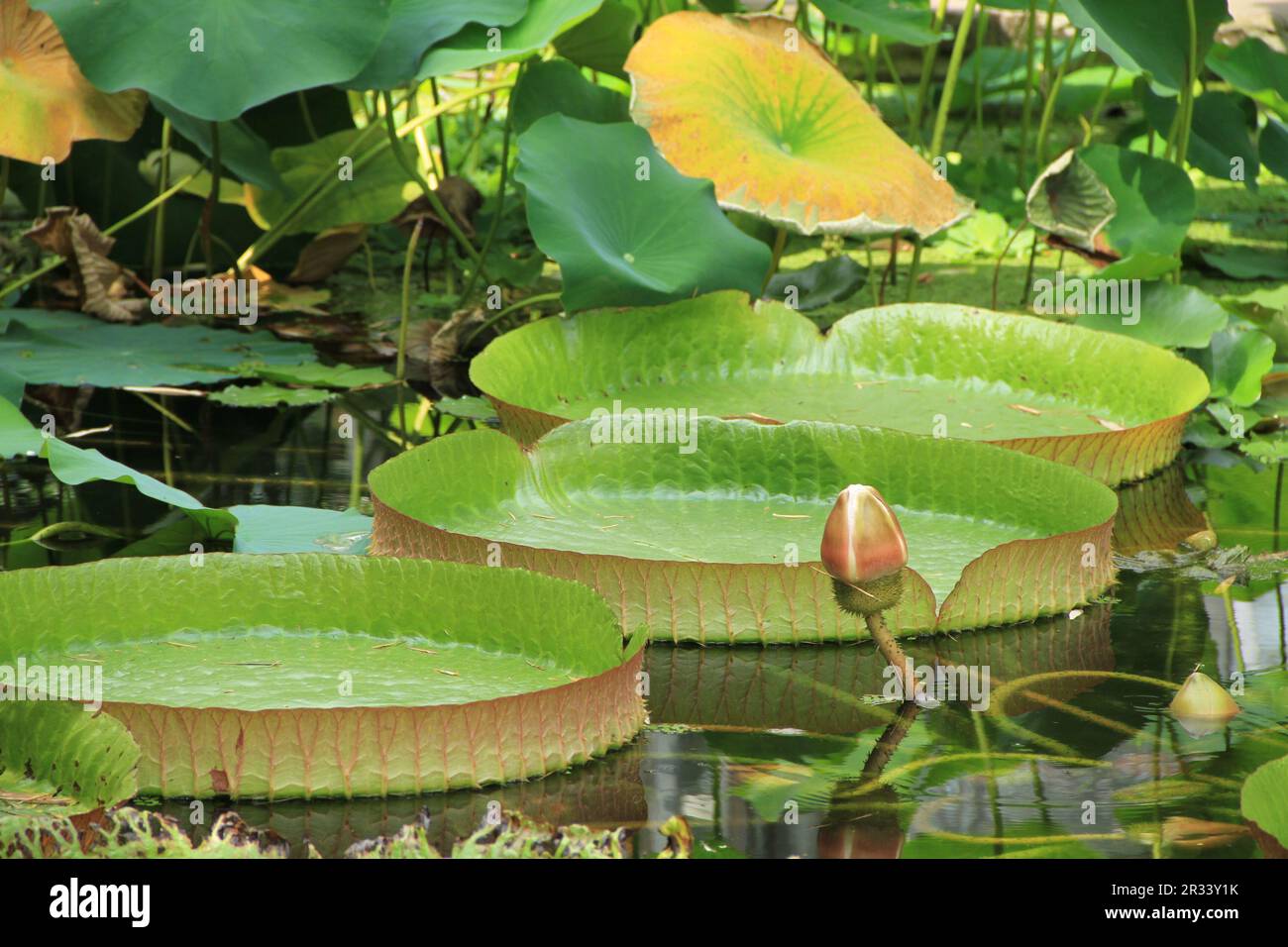 Large leaves water lily hi-res stock photography and images - Alamy