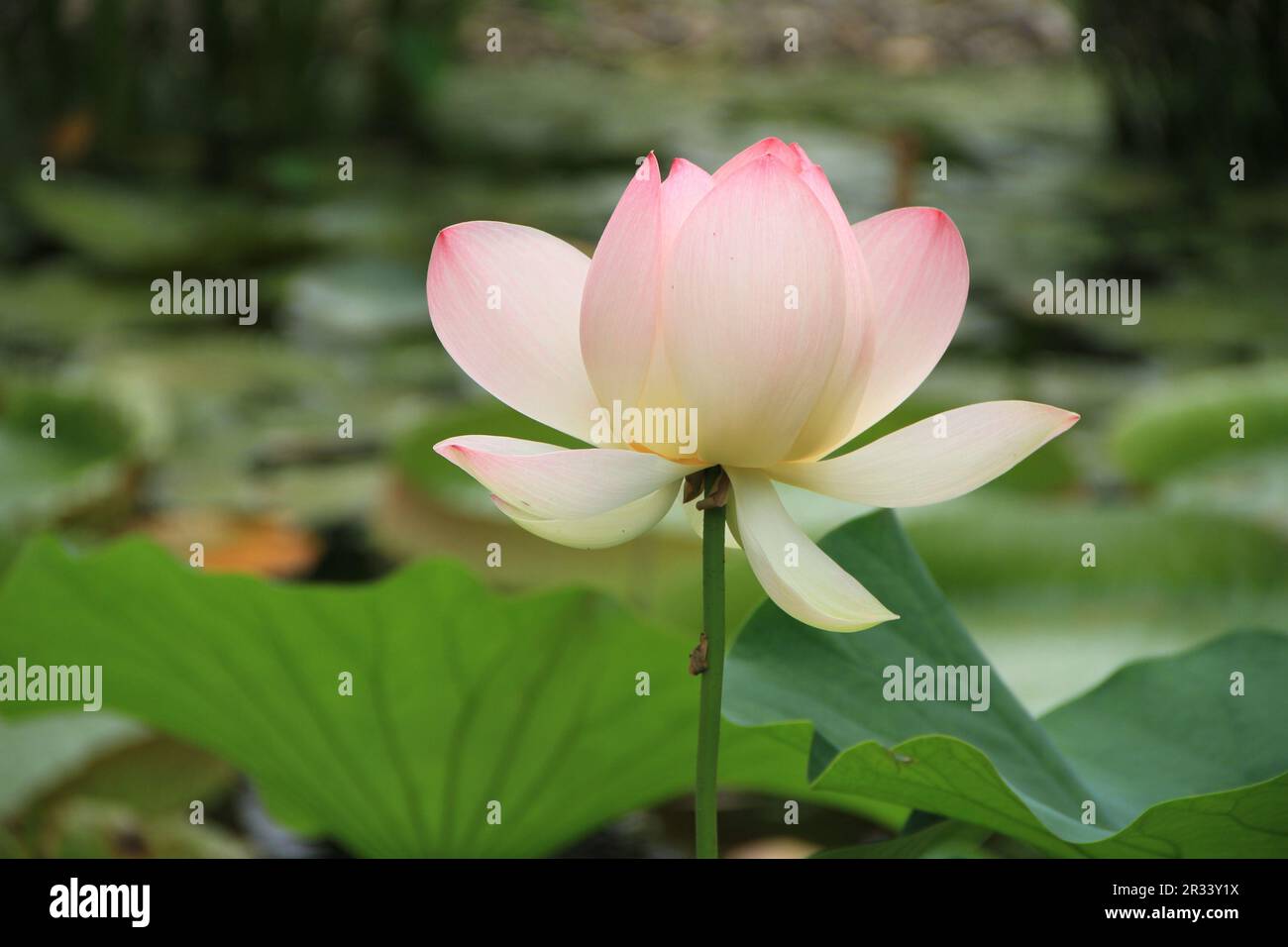 Indian sacred lotus flower hi-res stock photography and images - Alamy