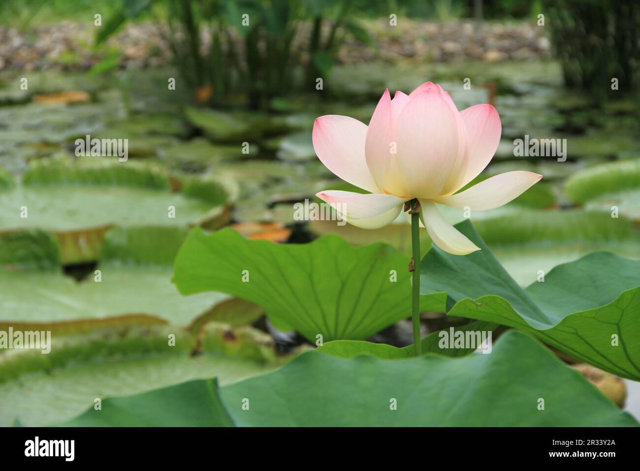 Lotusteich hi-res stock photography and images - Alamy