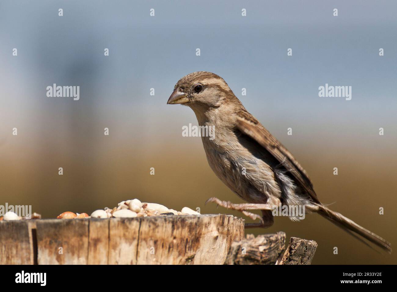 Sparrow beak hi-res stock photography and images - Alamy