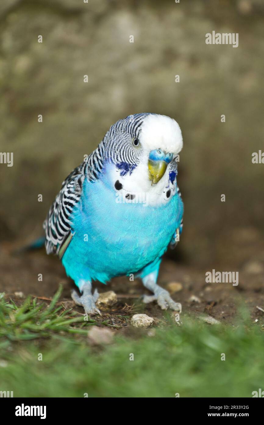 Budgie man hi-res stock photography and images - Alamy
