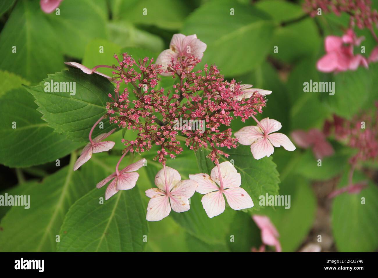 Top view purple hydrangea hi-res stock photography and images - Alamy