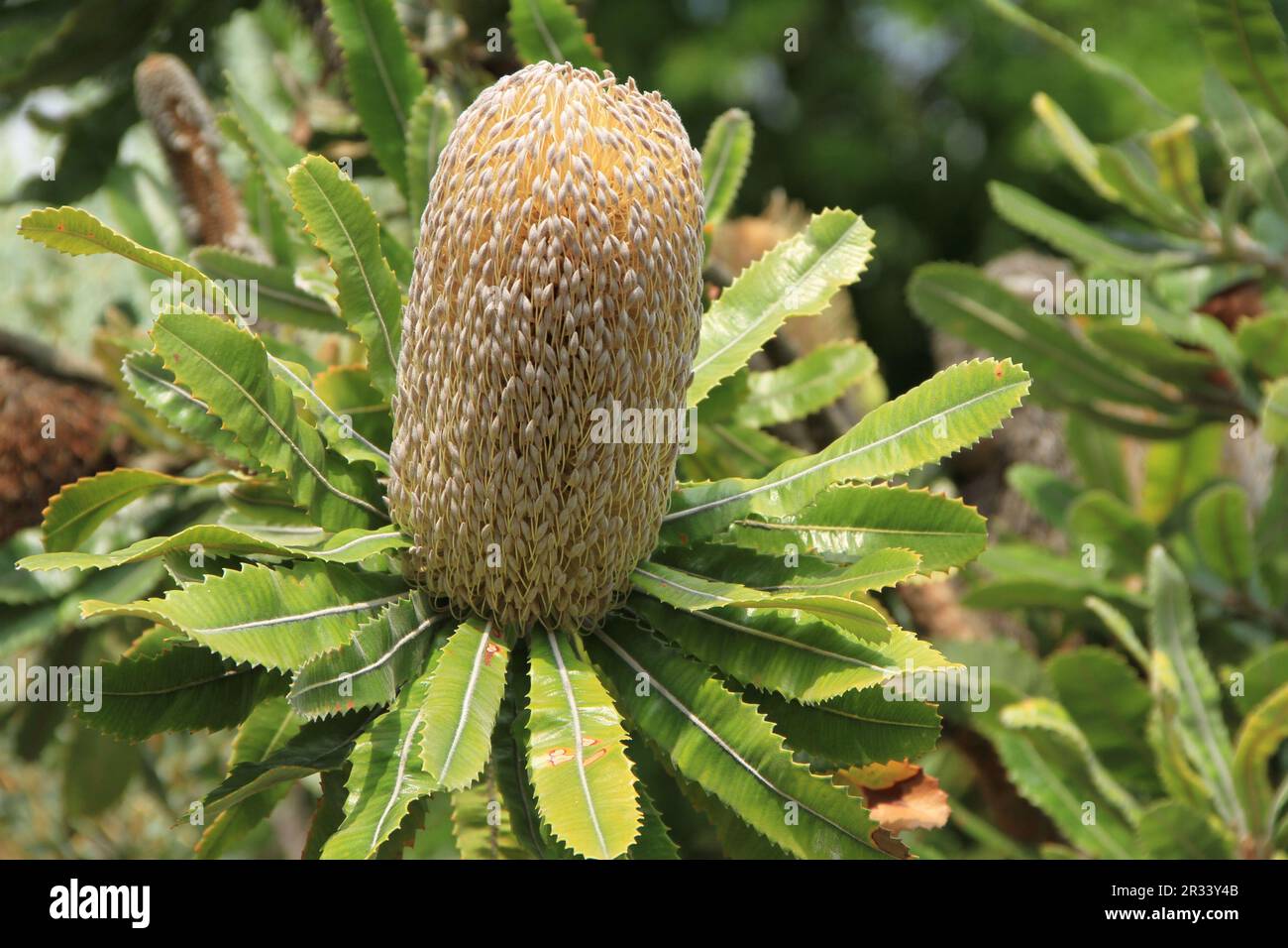 Old man banksia Stock Photo - Alamy