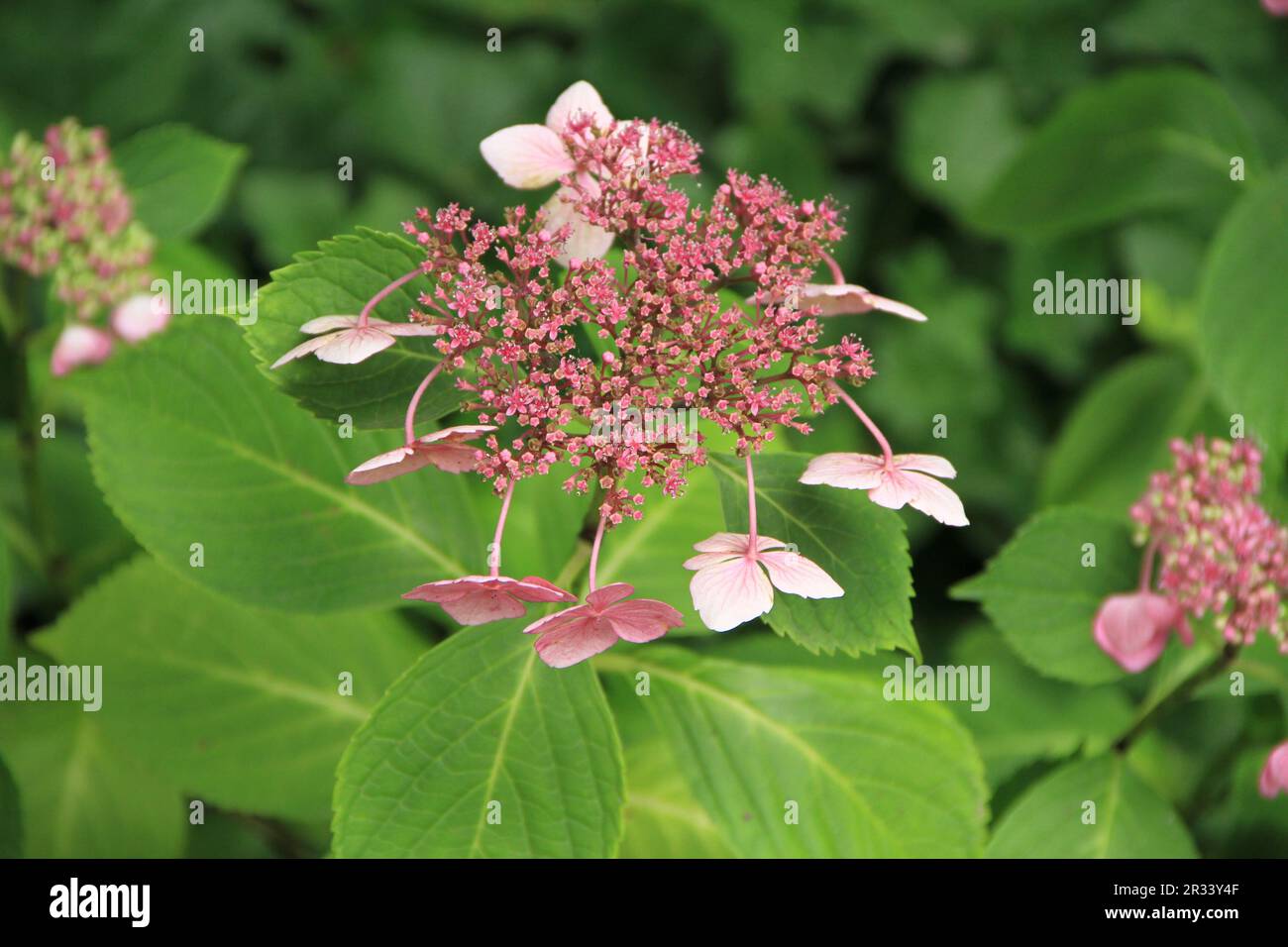 Top view purple hydrangea hi-res stock photography and images - Alamy