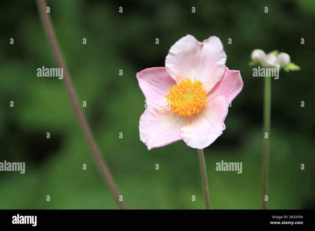 Flower rose in spring hi-res stock photography and images - Alamy