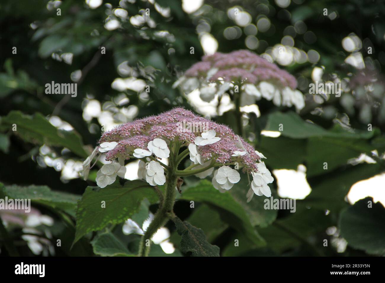 Multi colored hydrangea flower hi-res stock photography and images - Alamy