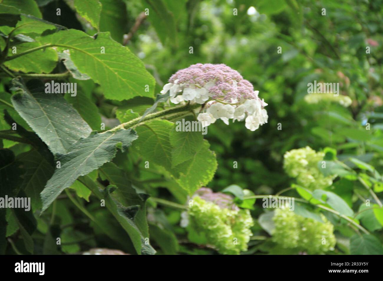 Top view purple hydrangea hi-res stock photography and images - Alamy